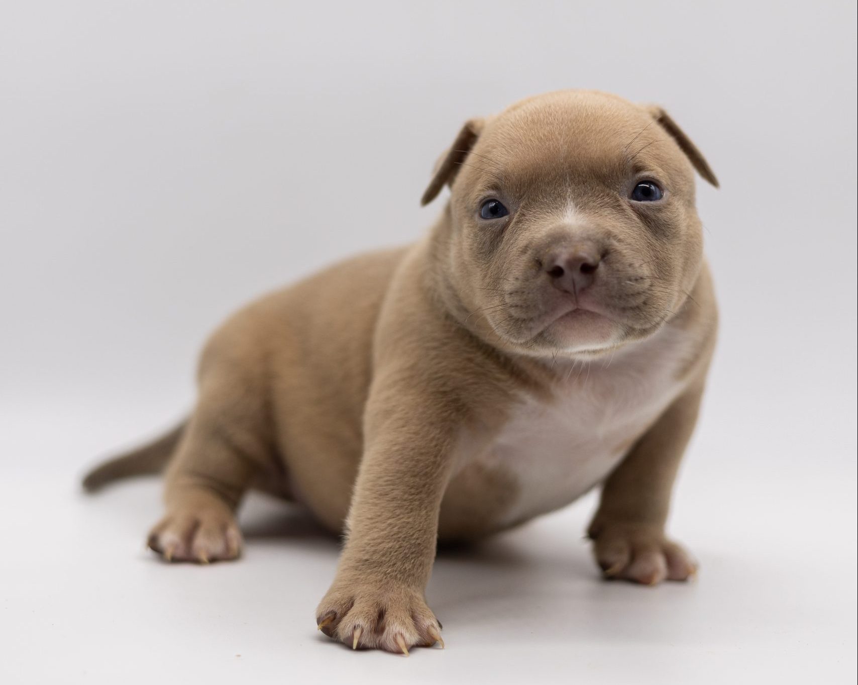 Trigger x Juno - LightWave Visuals